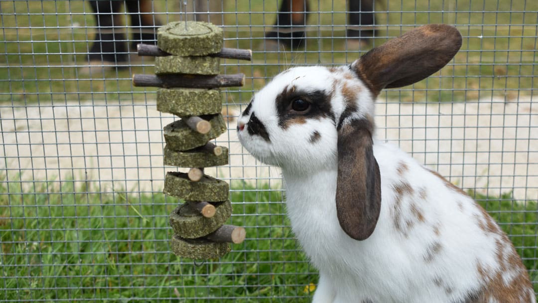 Enrichment - Woodside Animal Welfare Trust