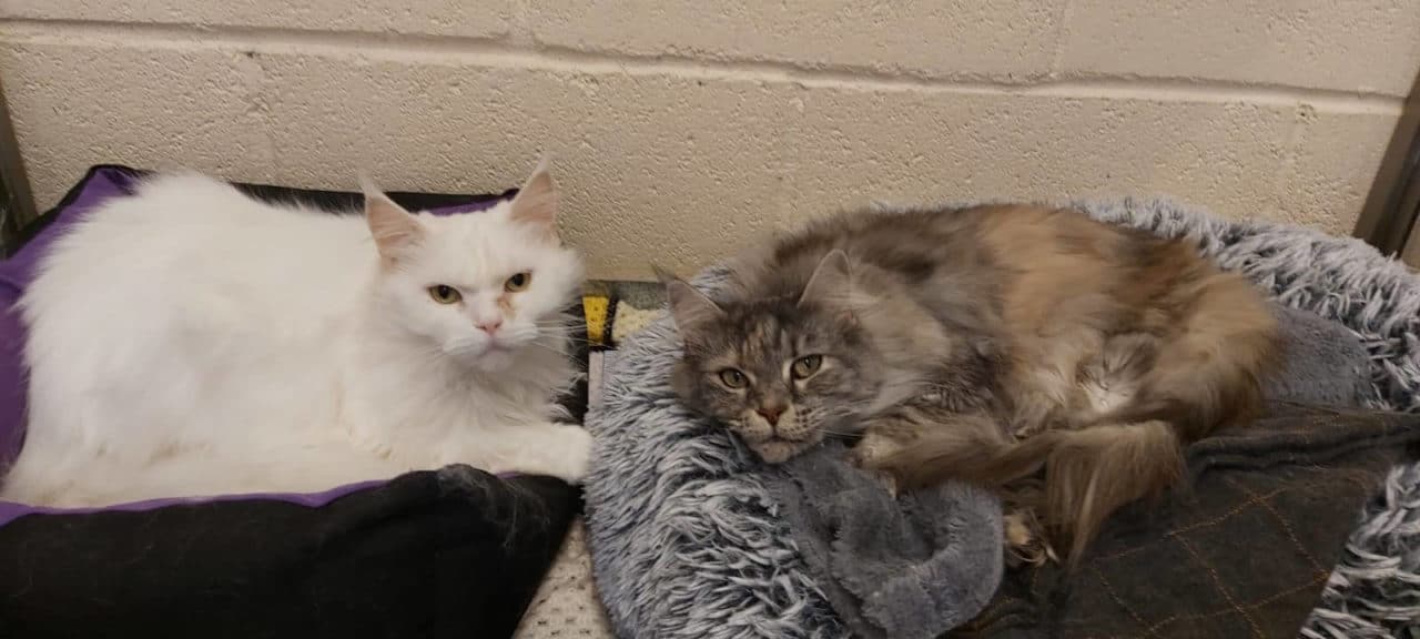 Current Pen Sponsors - Woodside Animal Welfare Trust