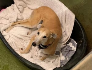 Adopt a dog - Woodside Animal Welfare Trust