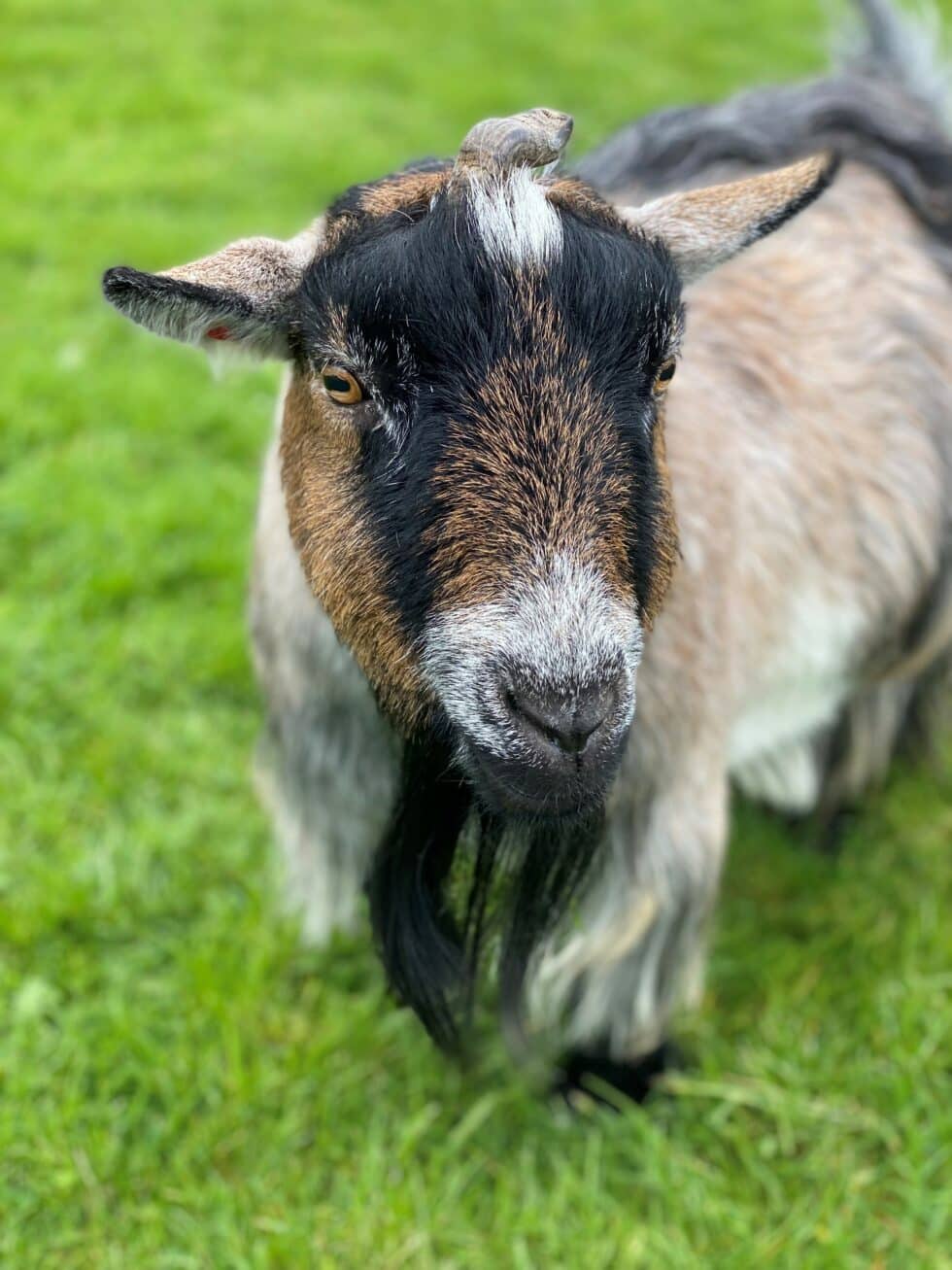 Wee Man - Woodside Animal Welfare Trust