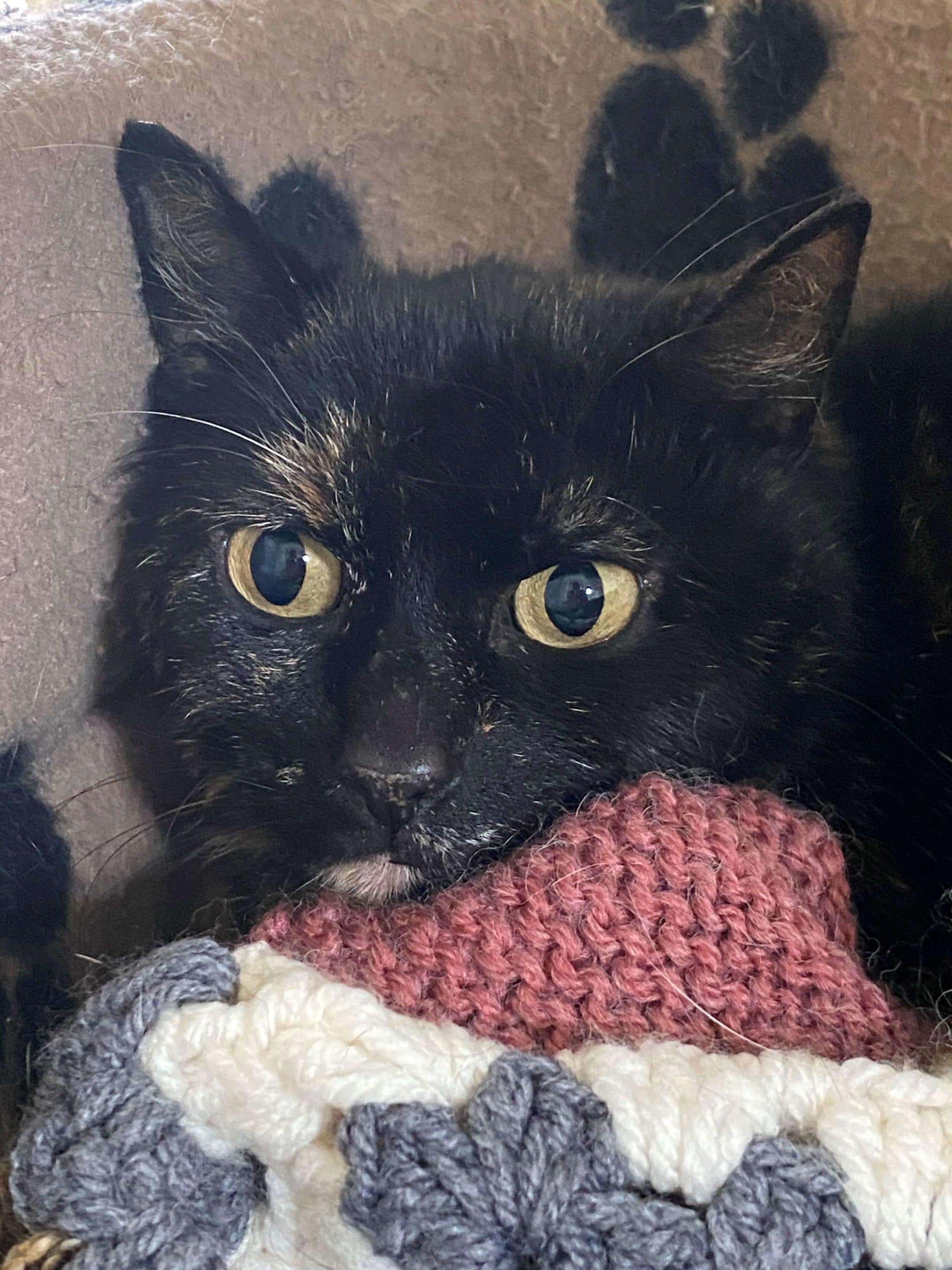 Current Pen Sponsors - Woodside Animal Welfare Trust