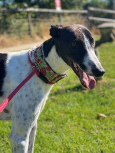 Adopt a dog - Woodside Animal Welfare Trust