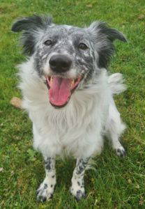 Adopt a dog - Woodside Animal Welfare Trust