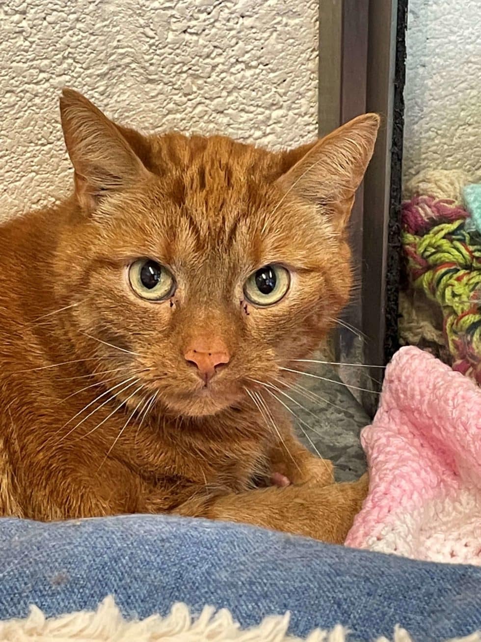 Current Pen Sponsors - Woodside Animal Welfare Trust