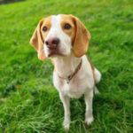 Adopt a dog - Woodside Animal Welfare Trust