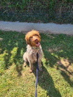 Adopt a dog - Woodside Animal Welfare Trust