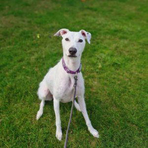 Adopt a pet - Woodside Animal Welfare Trust