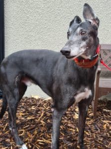 Adopt a dog - Woodside Animal Welfare Trust