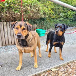 Adopt a dog - Woodside Animal Welfare Trust