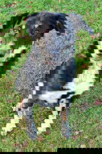 Adopt a dog - Woodside Animal Welfare Trust