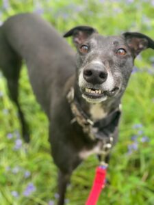 Adopt a dog - Woodside Animal Welfare Trust