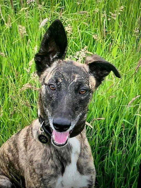 Adopt a dog - Woodside Animal Welfare Trust