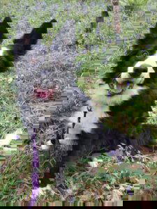 Adopt a dog - Woodside Animal Welfare Trust