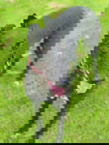 Adopt a dog - Woodside Animal Welfare Trust