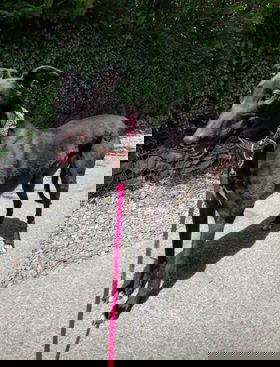 Adopt a dog - Woodside Animal Welfare Trust