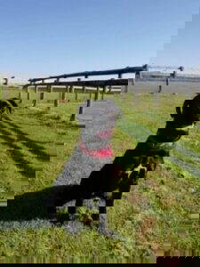 Adopt a dog - Woodside Animal Welfare Trust