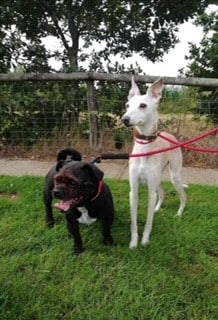 Adopt a dog - Woodside Animal Welfare Trust