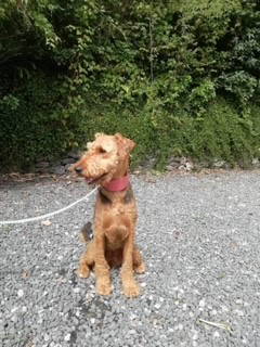 Adopt a dog - Woodside Animal Welfare Trust