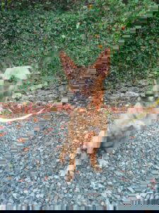 Adopt a dog - Woodside Animal Welfare Trust