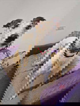 Adopt a dog - Woodside Animal Welfare Trust