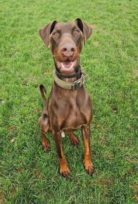 Adopt a dog - Woodside Animal Welfare Trust