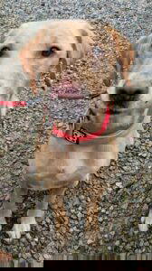 Adopt a dog - Woodside Animal Welfare Trust