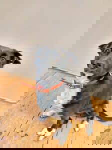 Adopt a dog - Woodside Animal Welfare Trust