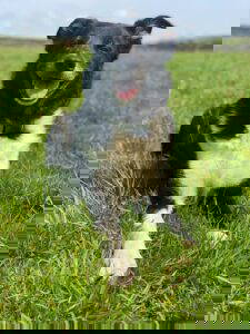 Adopt a dog - Woodside Animal Welfare Trust