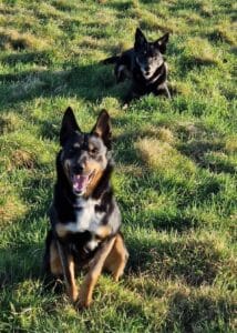 Adopt a dog - Woodside Animal Welfare Trust