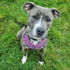 Adopt a dog - Woodside Animal Welfare Trust