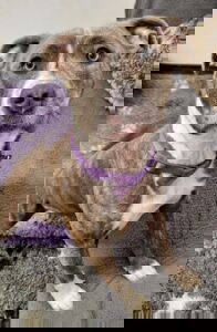 Adopt a dog - Woodside Animal Welfare Trust