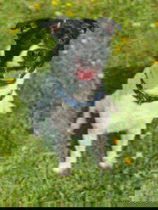 Adopt a dog - Woodside Animal Welfare Trust