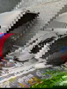 Adopt a pet - Woodside Animal Welfare Trust