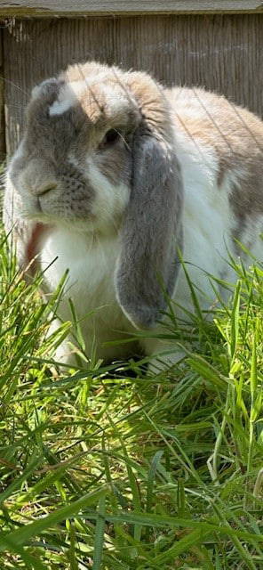 Adopt a small pet - Woodside Animal Welfare Trust