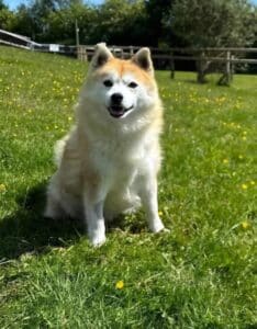 Adopt a dog - Woodside Animal Welfare Trust