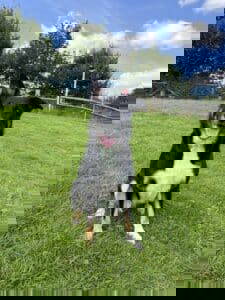 Adopt a dog - Woodside Animal Welfare Trust