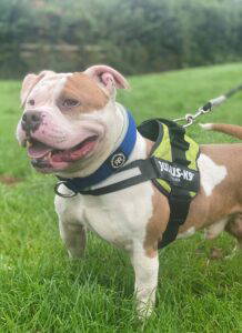 Adopt a dog - Woodside Animal Welfare Trust