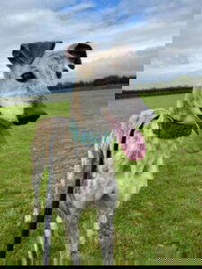 Adopt a pet - Woodside Animal Welfare Trust