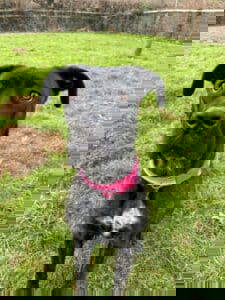 Adopt a dog - Woodside Animal Welfare Trust