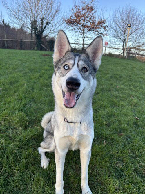 Adopt a dog - Woodside Animal Welfare Trust