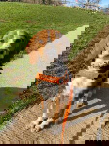 Adopt a pet - Woodside Animal Welfare Trust