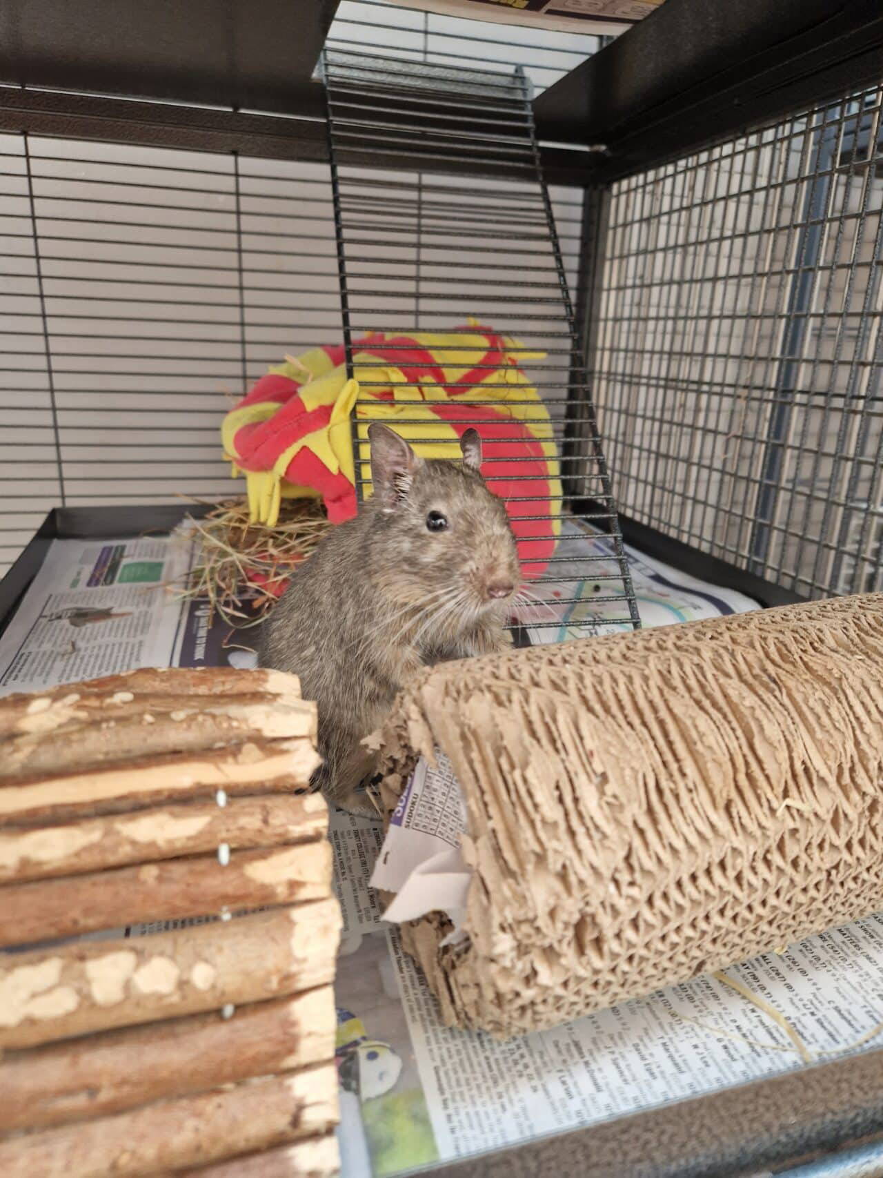 Edwards - Woodside Animal Welfare Trust